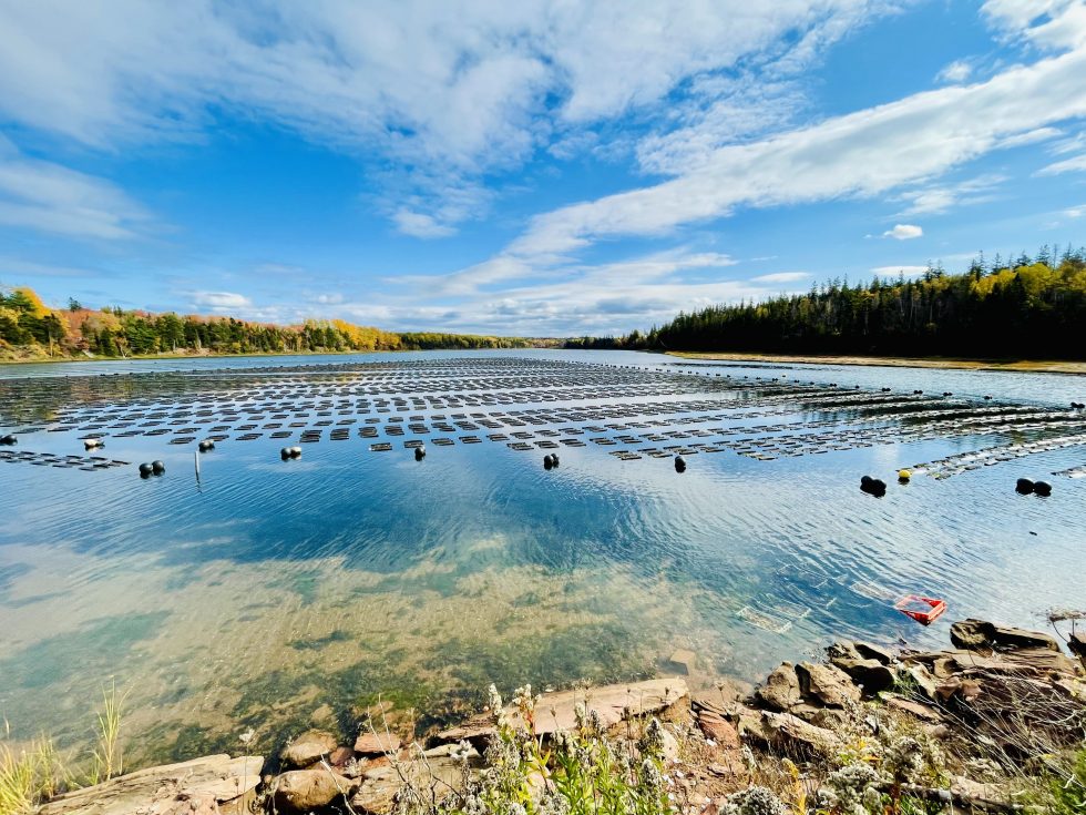 Oyster Map & Guide - The Social Shell